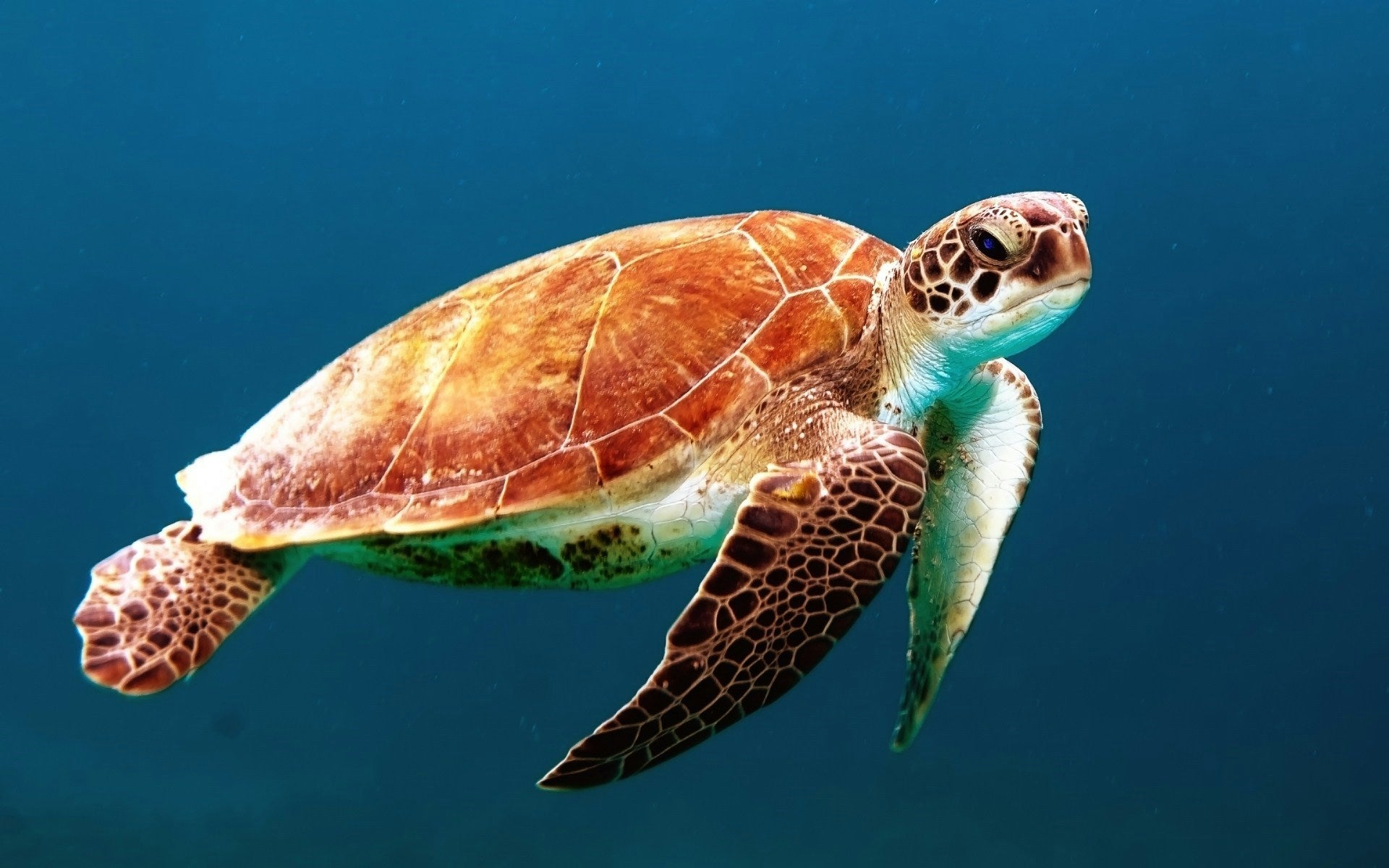 Koalas Are Cute, But Our Ocean Stories Dive Deeper – BW Tribal